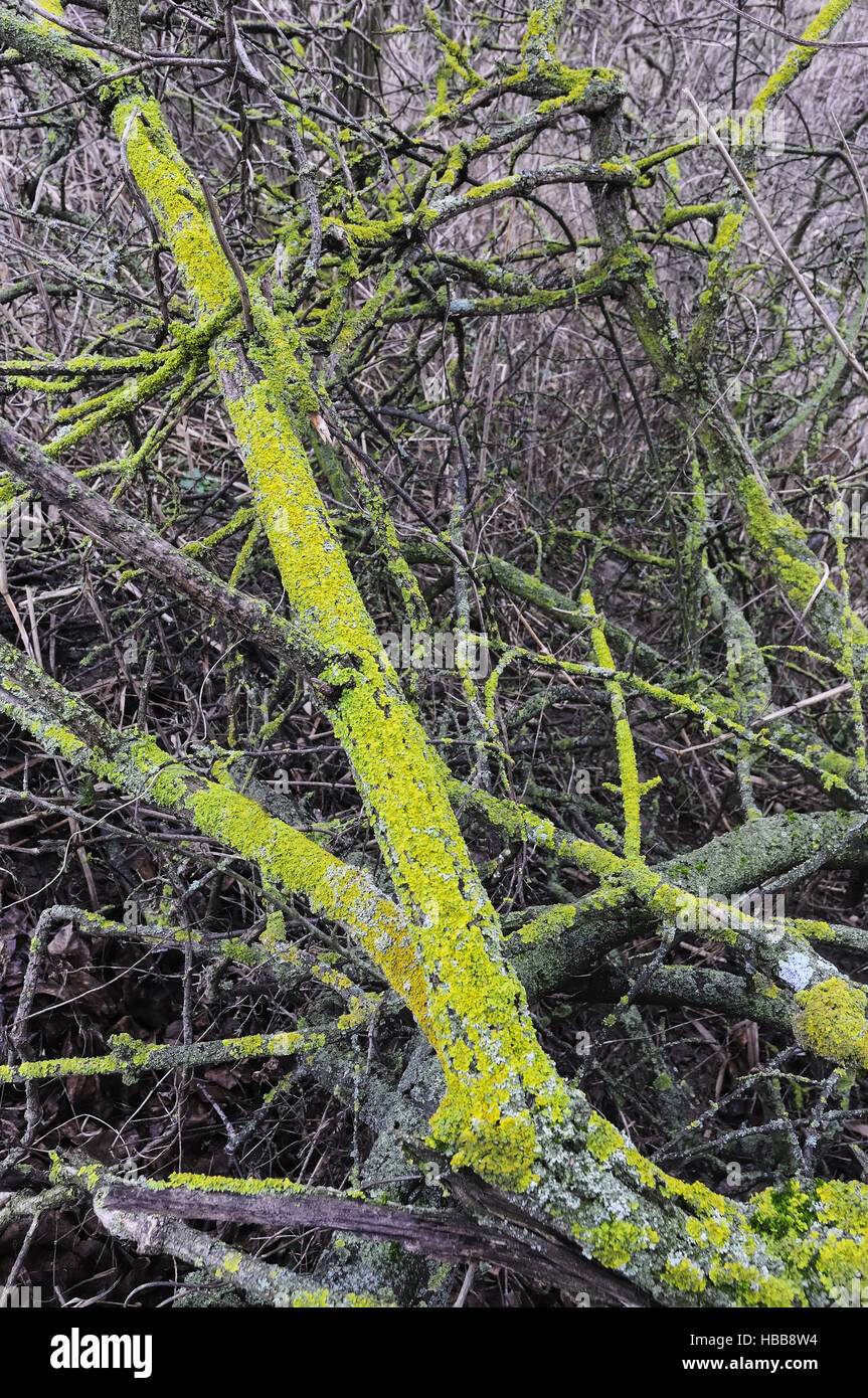 Lichen on the tree hi-res stock photography and images - Alamy
