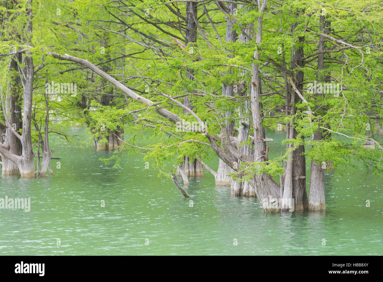 Swamp cypress grove hi-res stock photography and images - Alamy