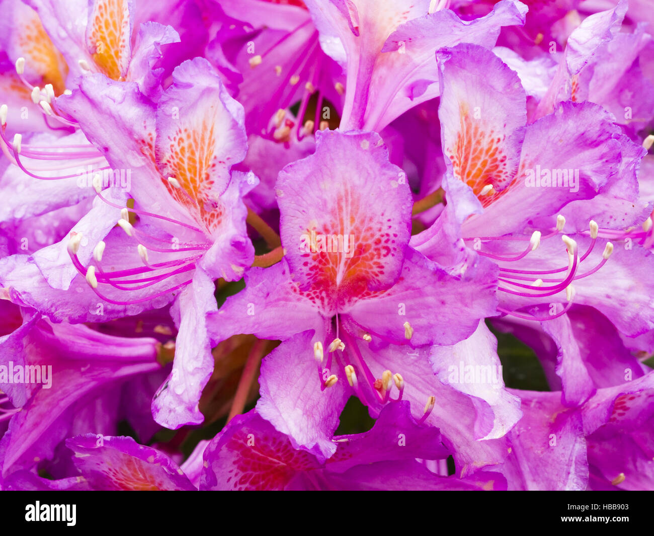 Pink blooming alpenrose rhododendron hi-res stock photography and ...