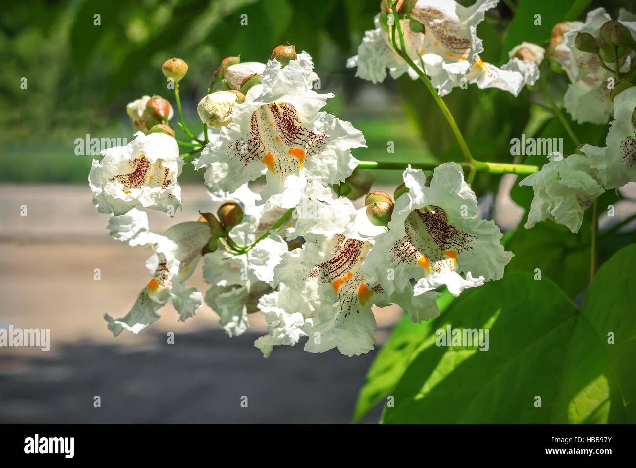 Flowers of decorative tree Stock Photo - Alamy