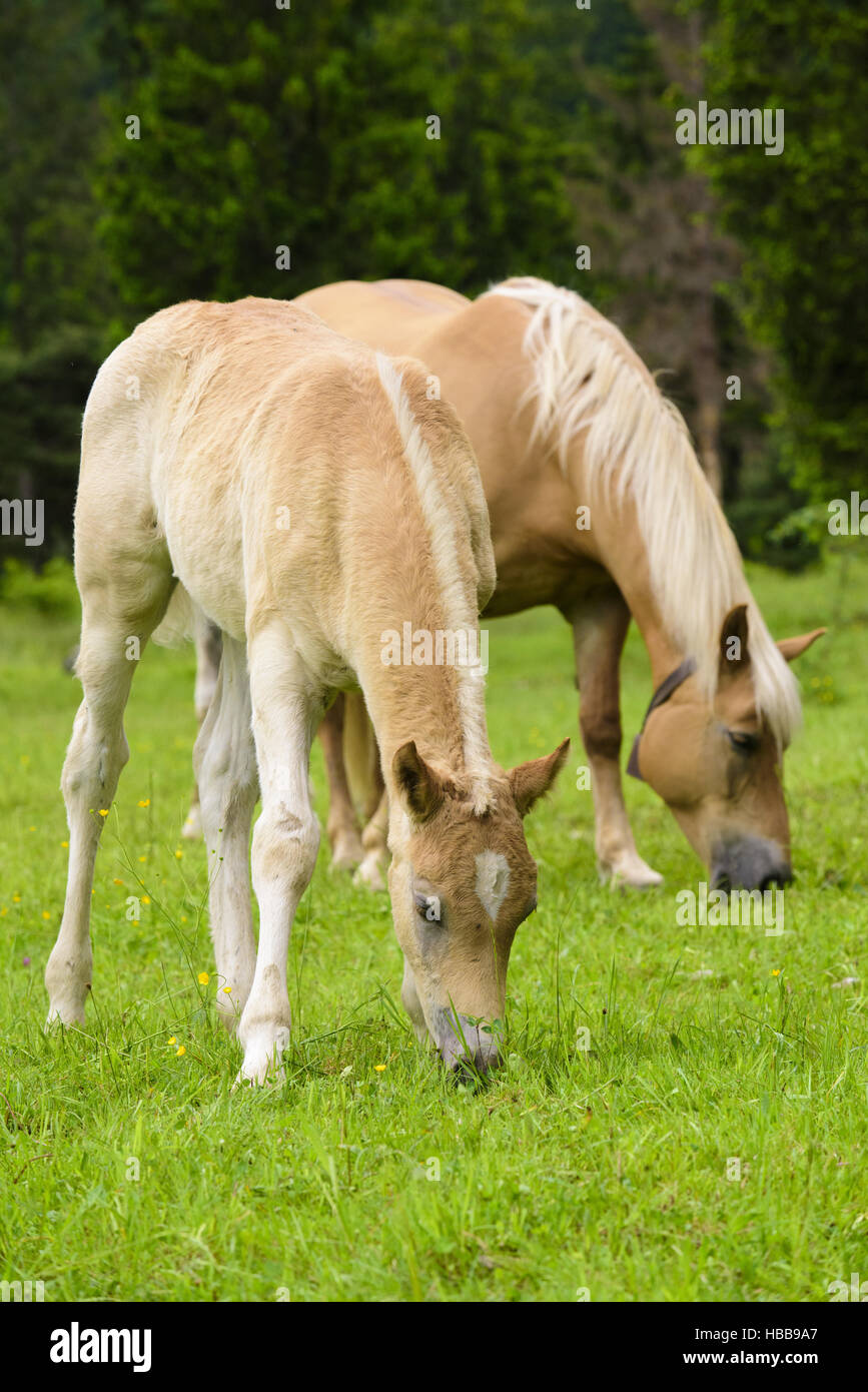haflinger horse at meadow in spring Stock Photo - Alamy