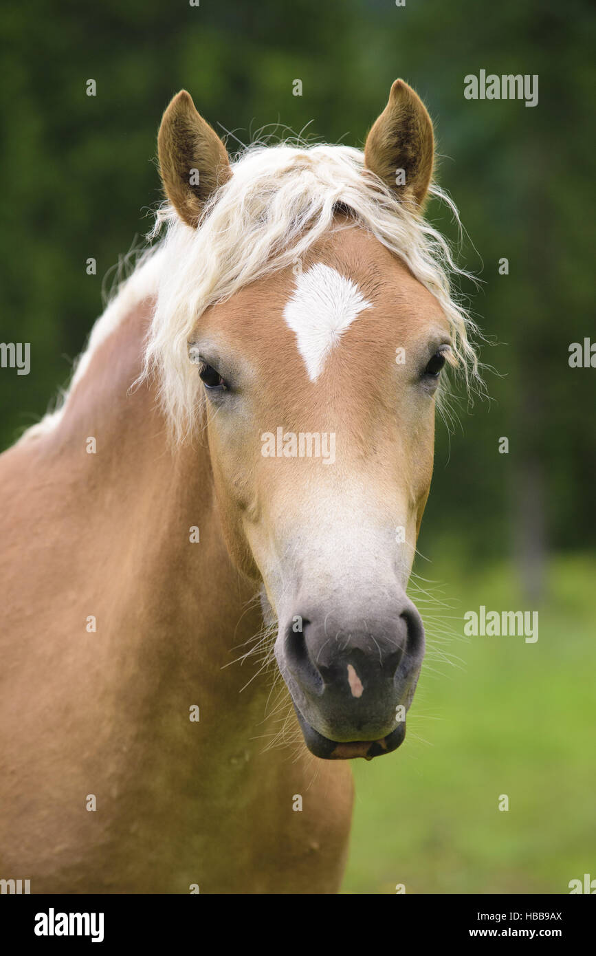 haflinger horse at meadow in spring Stock Photo - Alamy