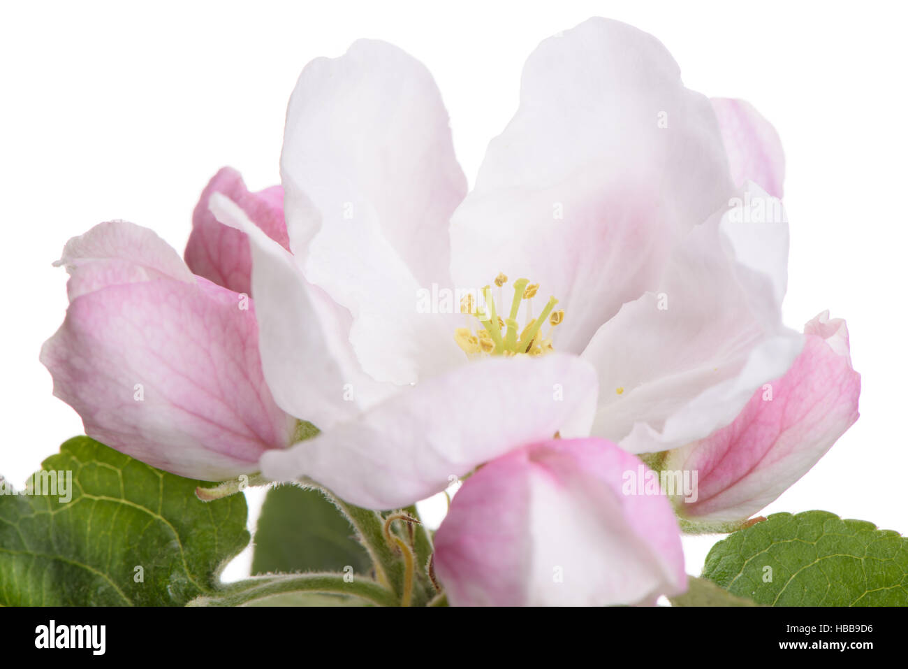 Apfelbaum isoliert hi-res stock photography and images - Alamy