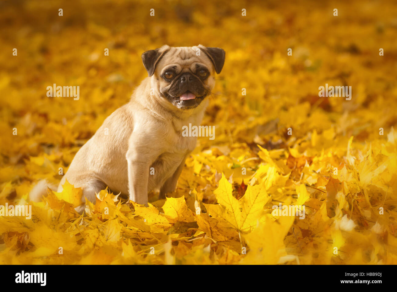 Pug hi-res stock photography and images - Alamy