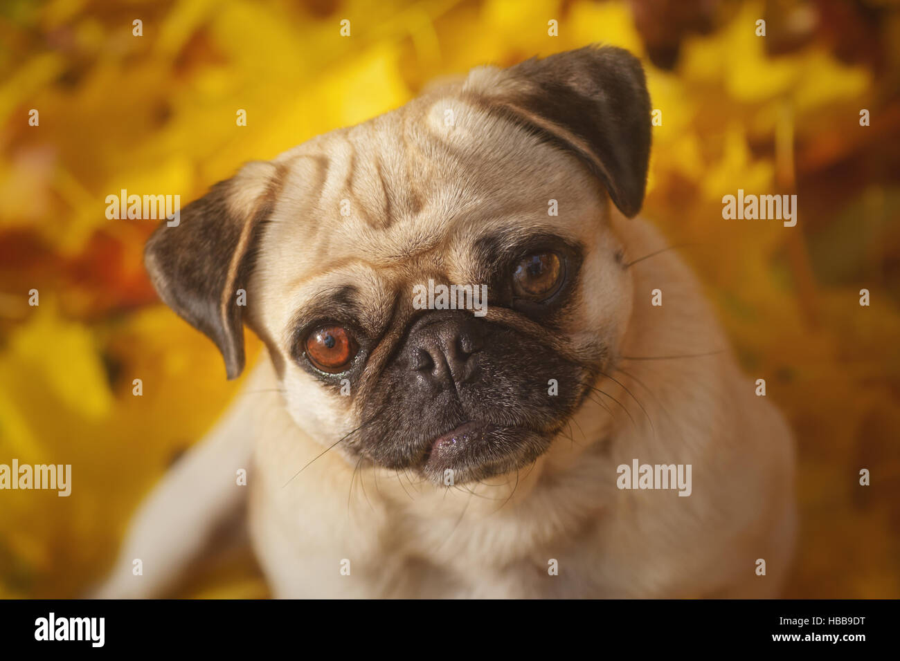 Pug yellow hi-res stock photography and images - Alamy