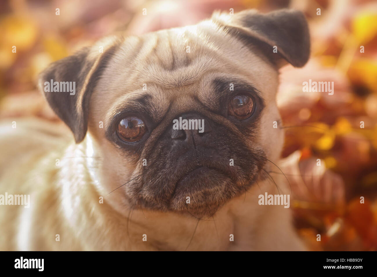 Pug hund hi-res stock photography and images - Alamy