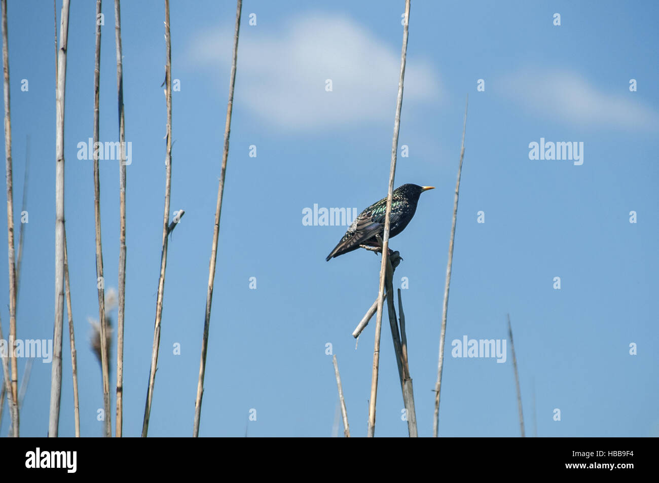 Reed background hi-res stock photography and images - Alamy