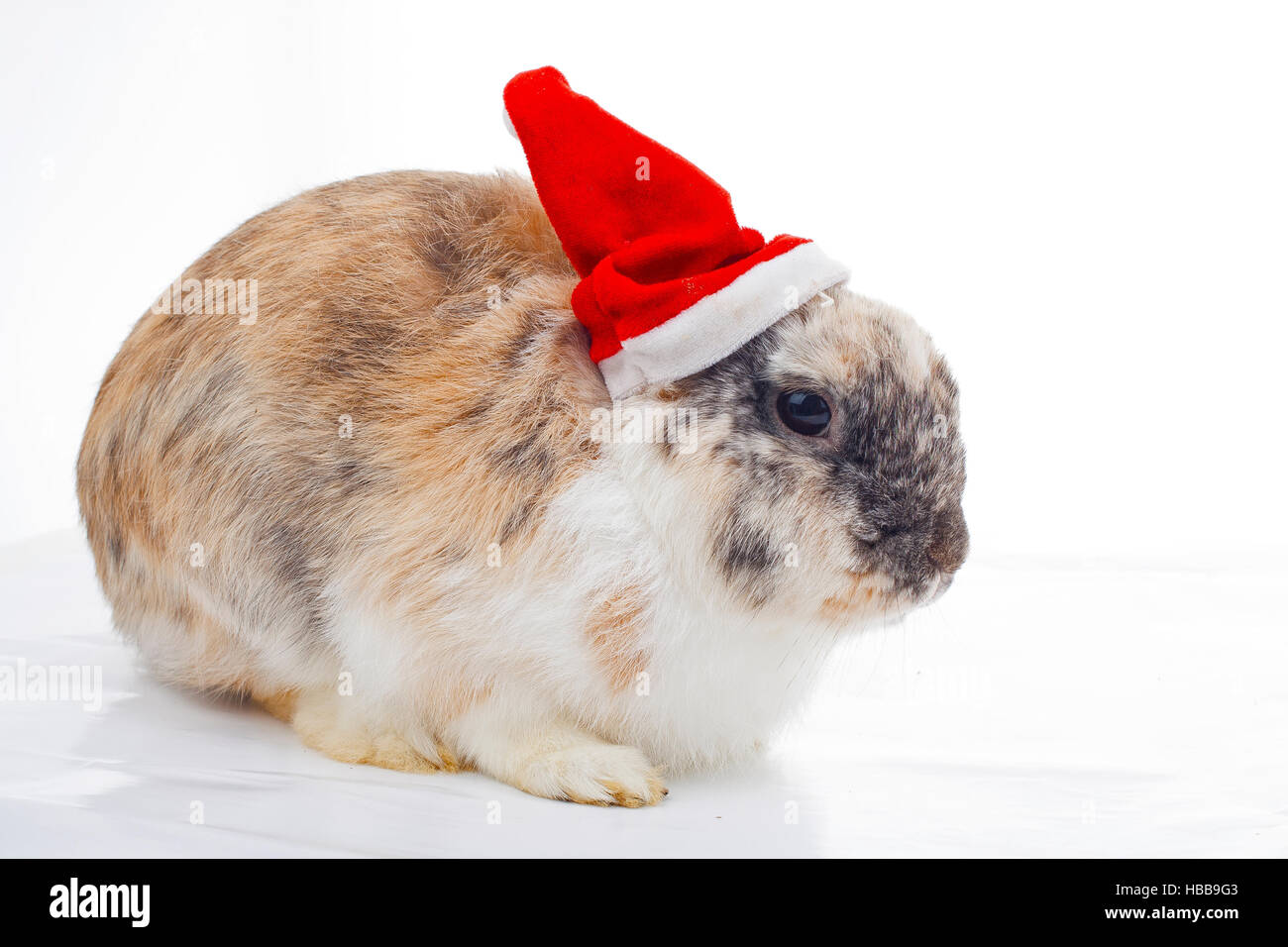 Funny rabbit wearing christmas hat hi-res stock photography and images ...