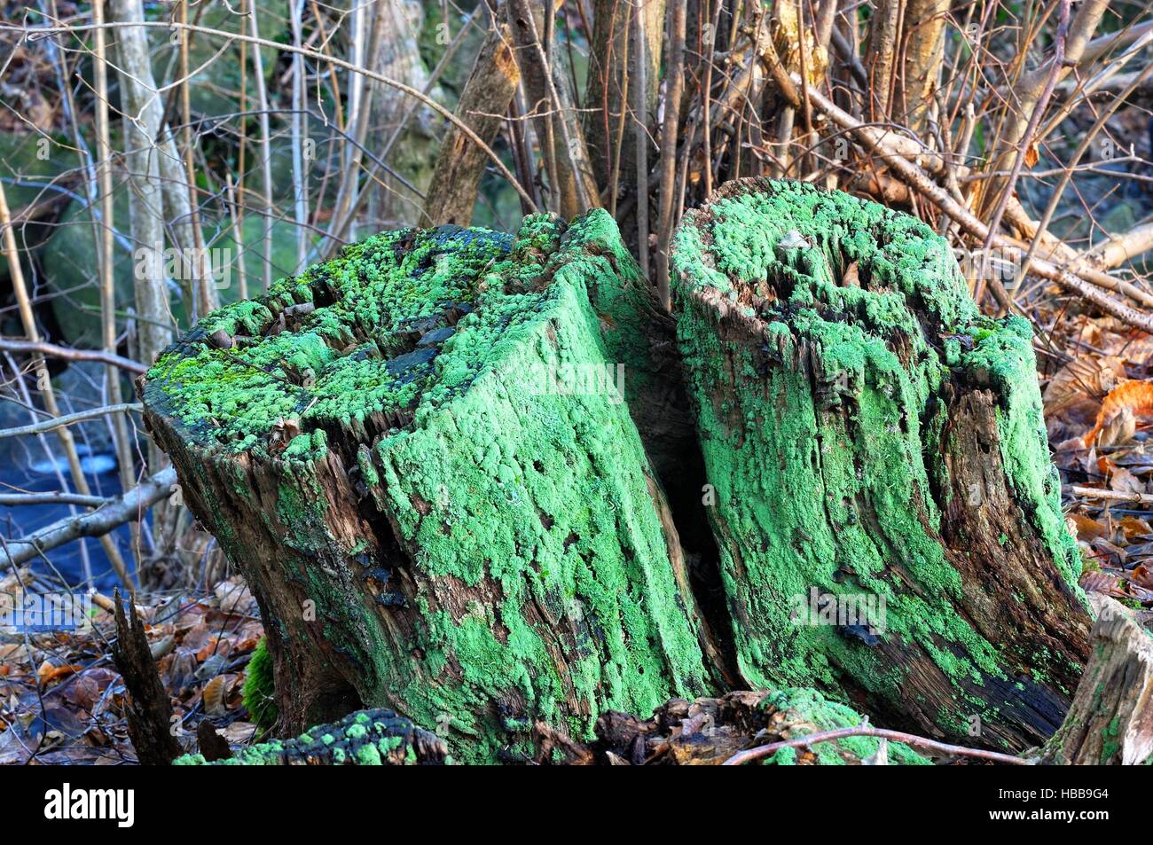 wet and moist tree stumps Stock Photo - Alamy