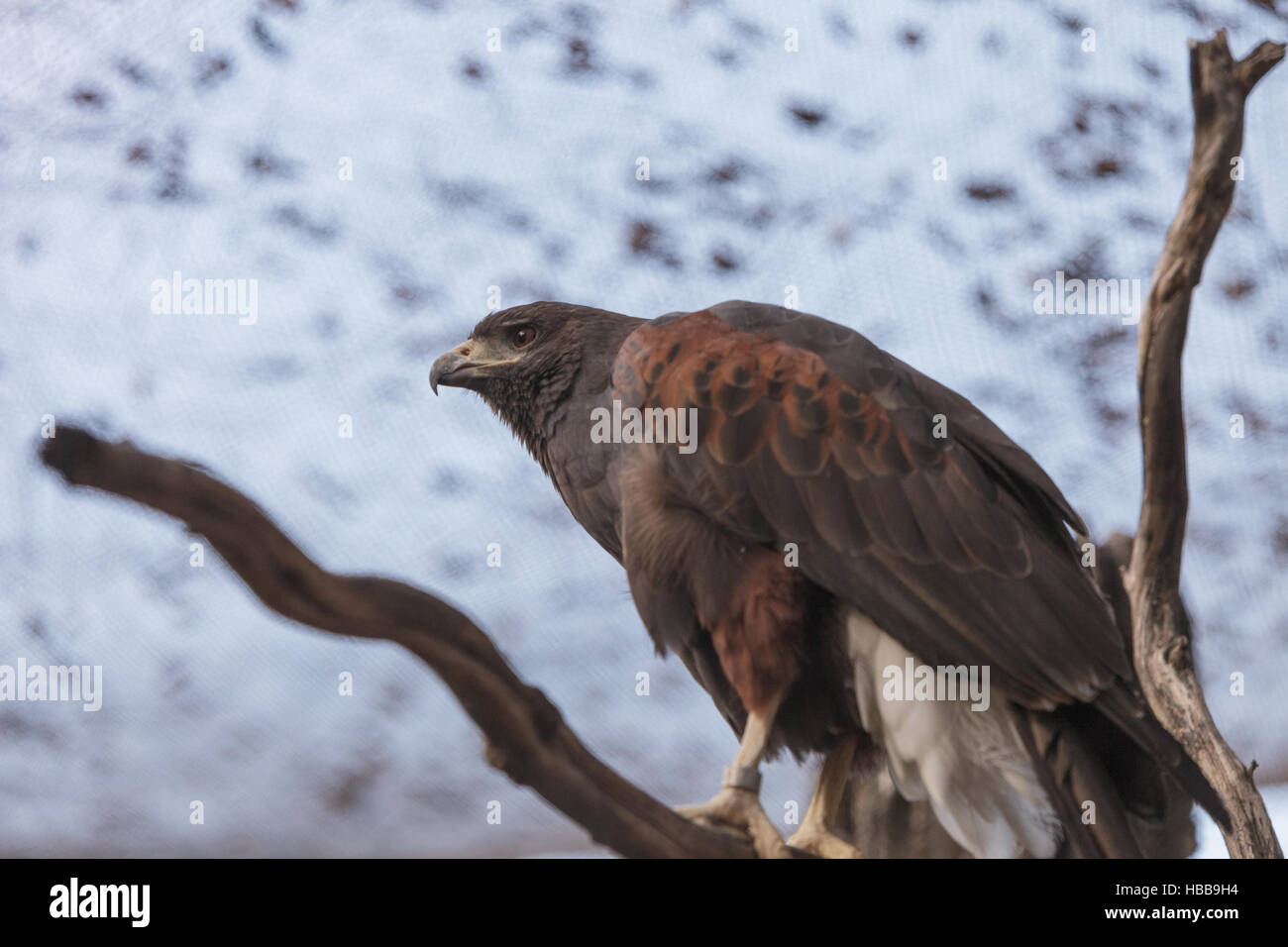 Harrisi hi-res stock photography and images - Alamy