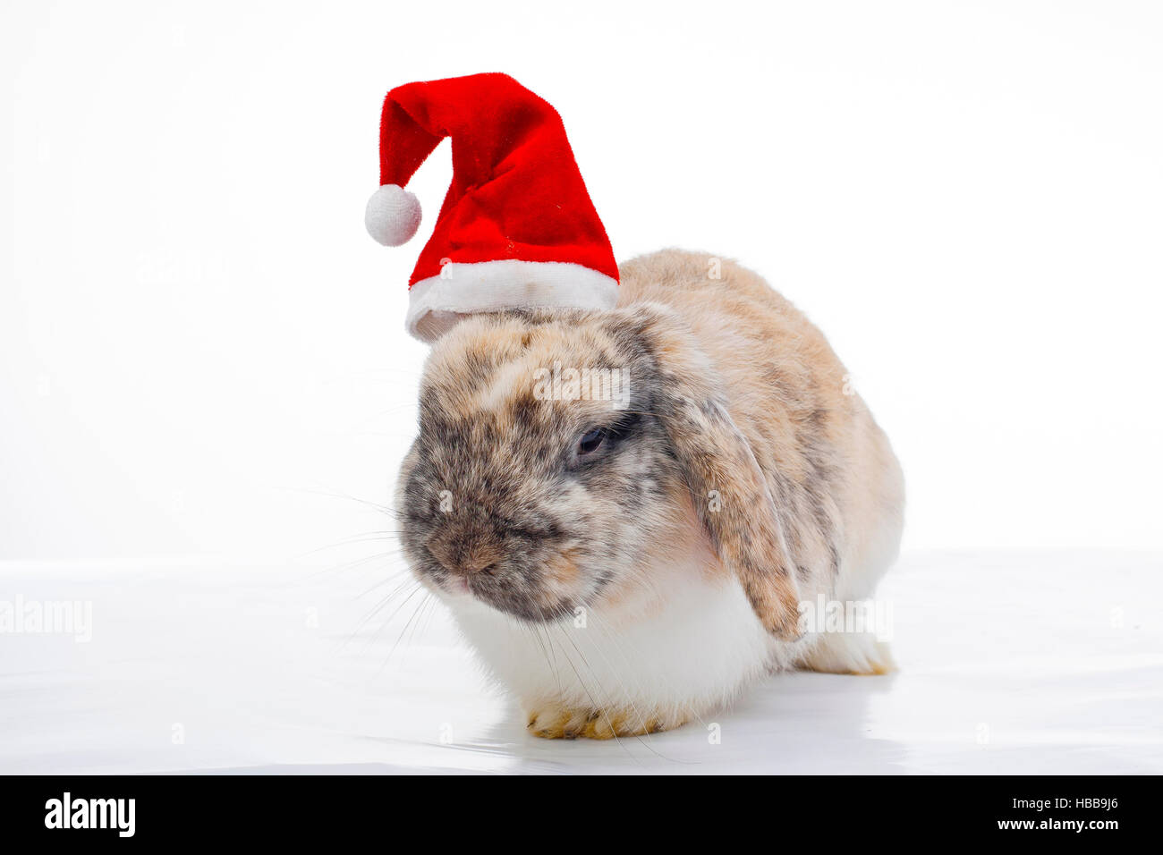 Funny rabbit wearing christmas hat hi-res stock photography and images ...