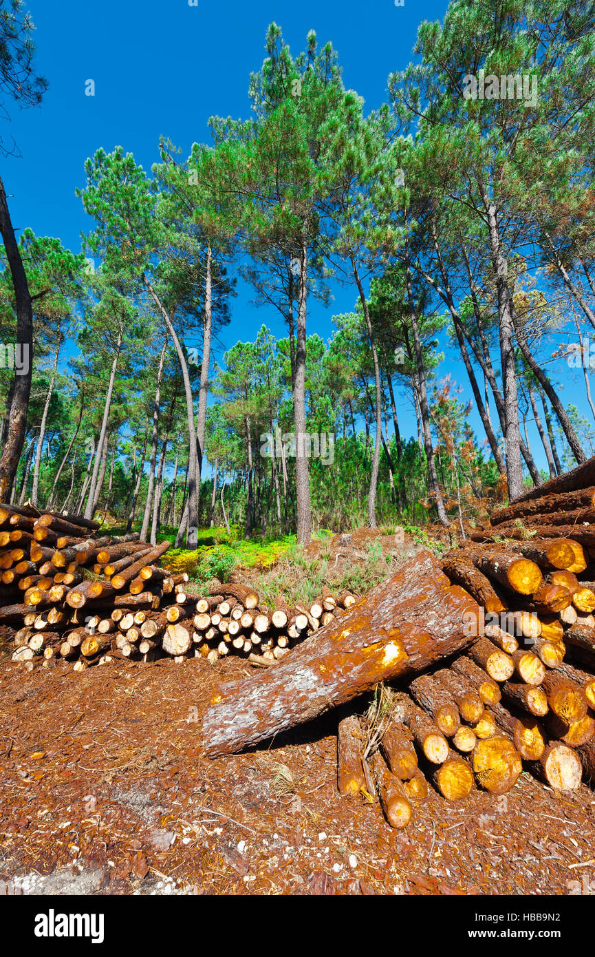 Timber dust hi-res stock photography and images - Alamy