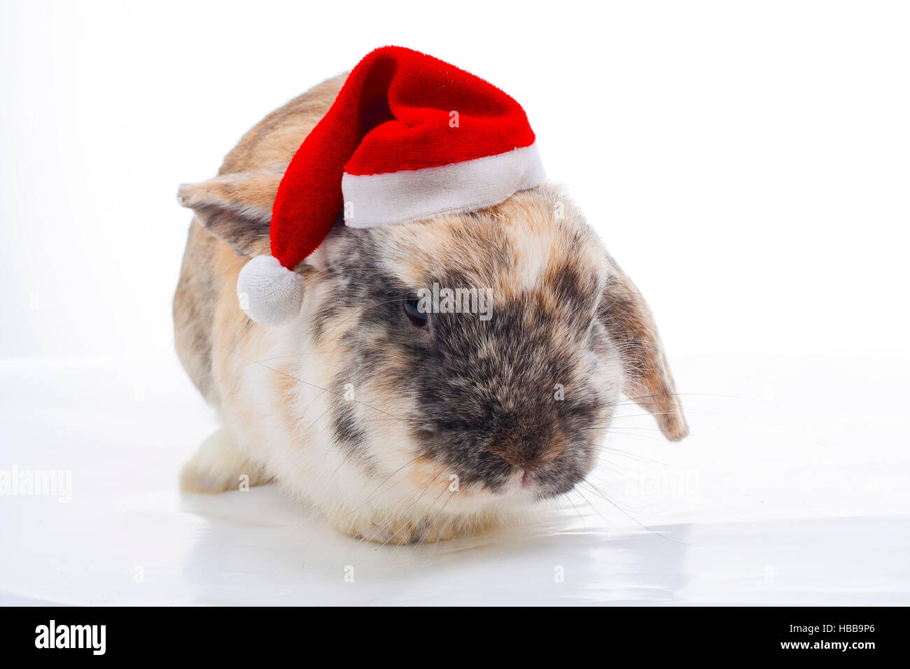 Funny rabbit wearing christmas hat hi-res stock photography and images ...