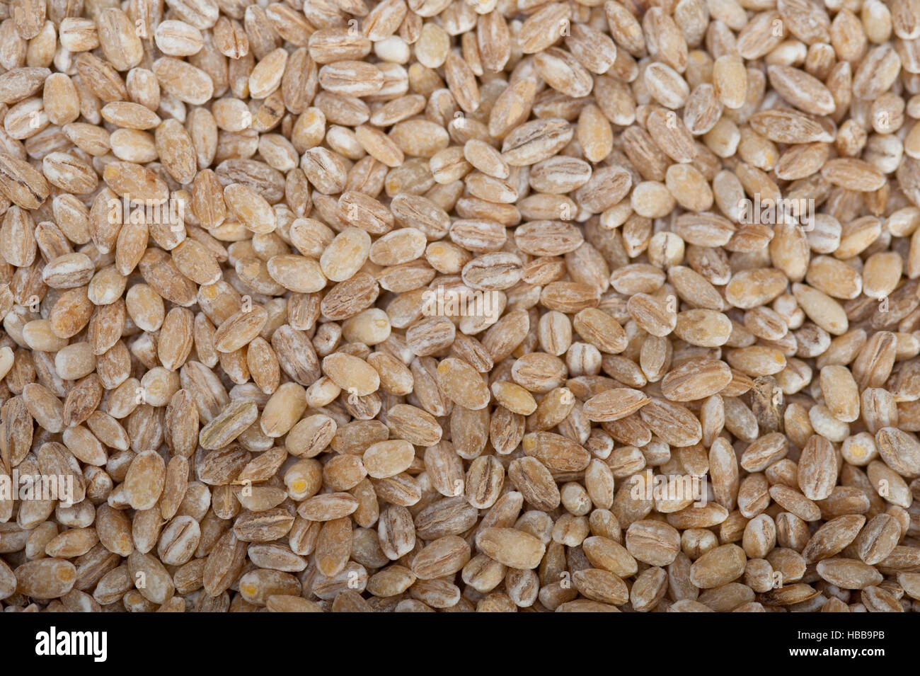 organic wheat grains Stock Photo - Alamy