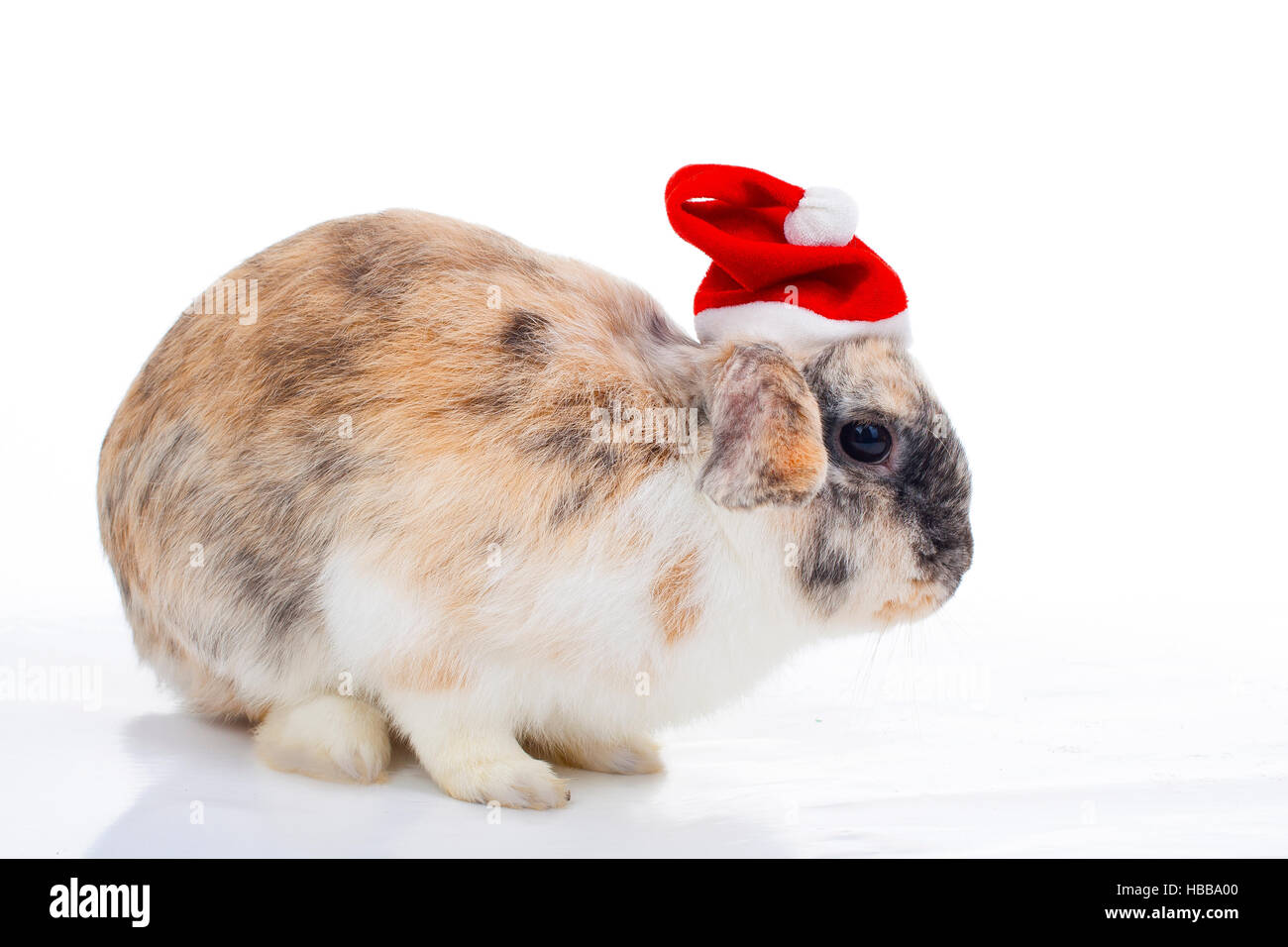 Funny rabbit wearing christmas hat hi-res stock photography and images ...