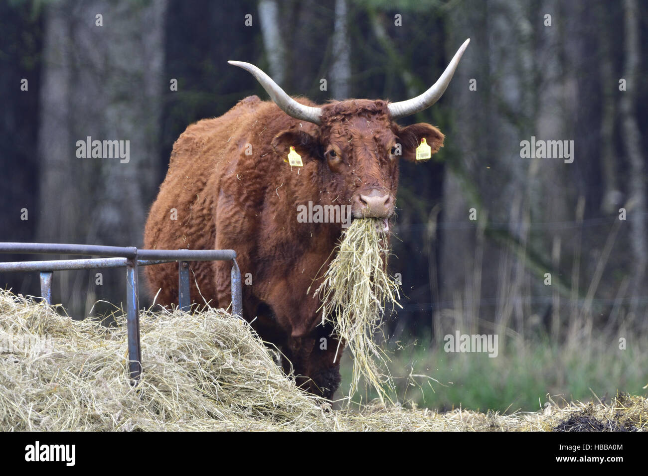 Maroon cow hi-res stock photography and images - Alamy