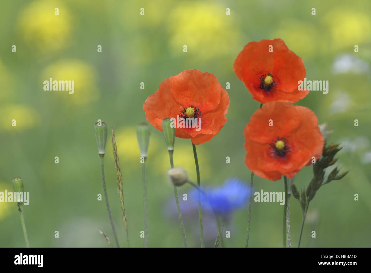 Mohnblumen hi-res stock photography and images - Alamy