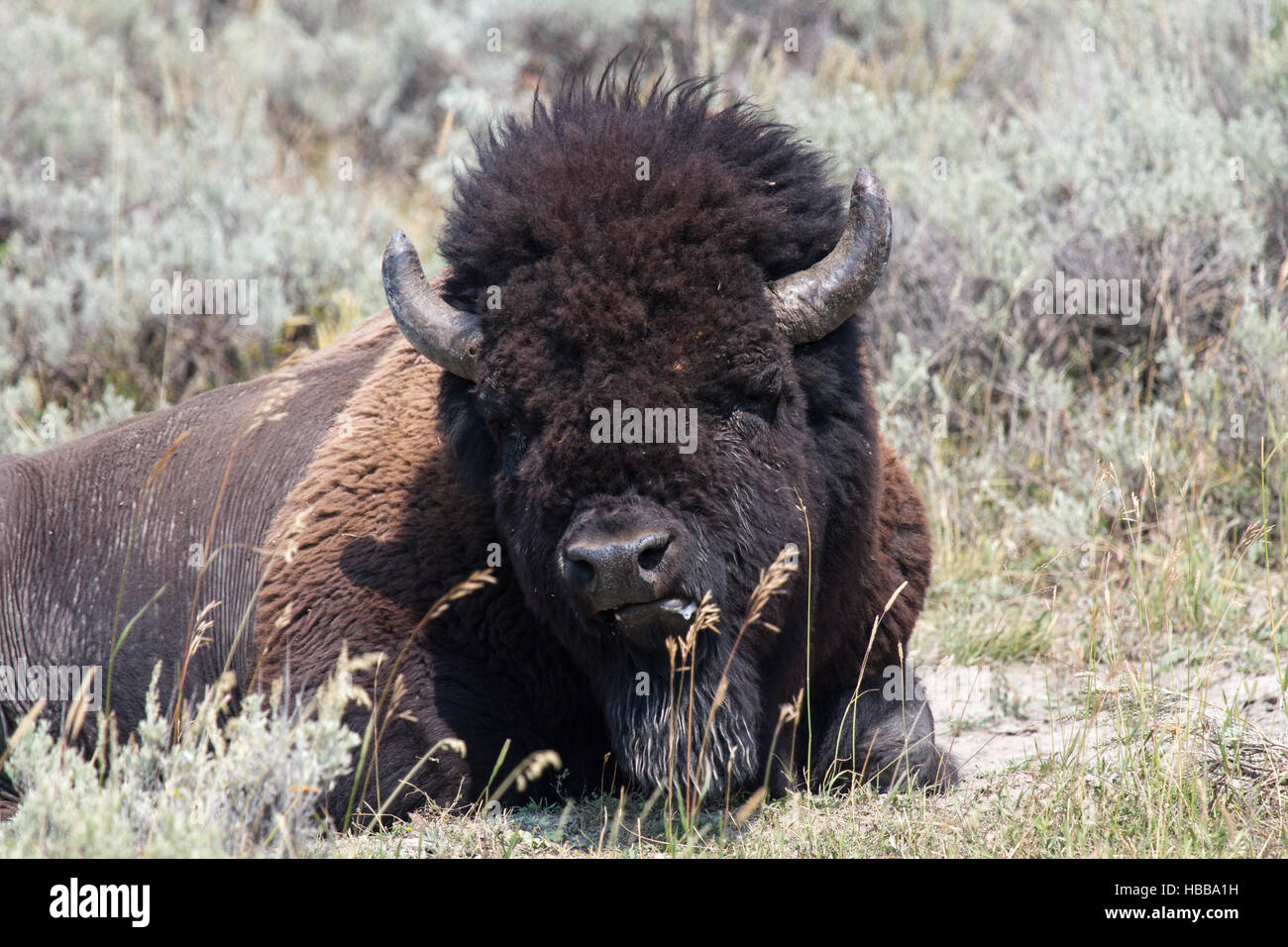 Bison 9 hi-res stock photography and images - Alamy