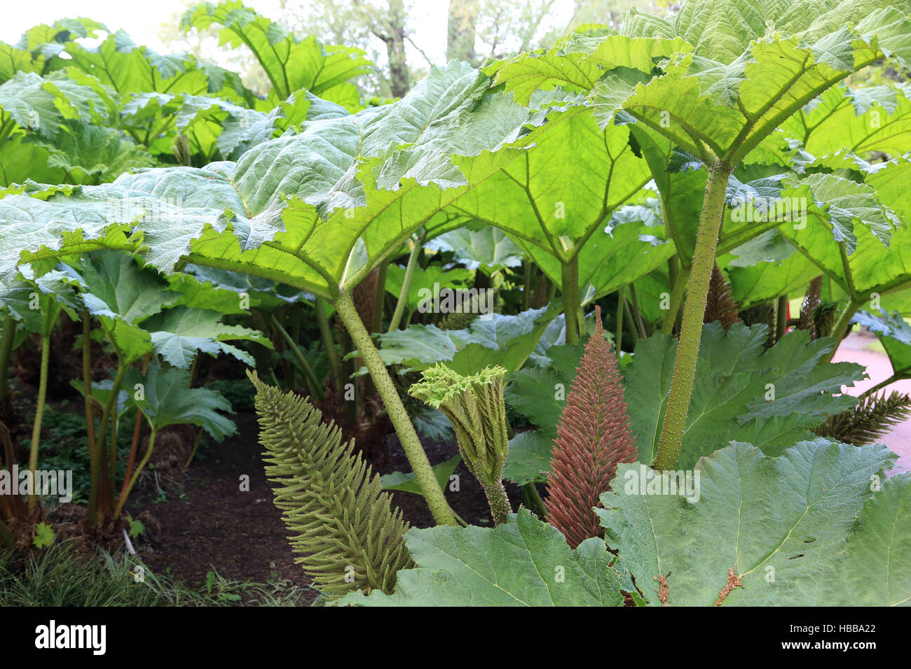 Giant Rhubarb, Gunnera Manicata Stock Photo - Alamy