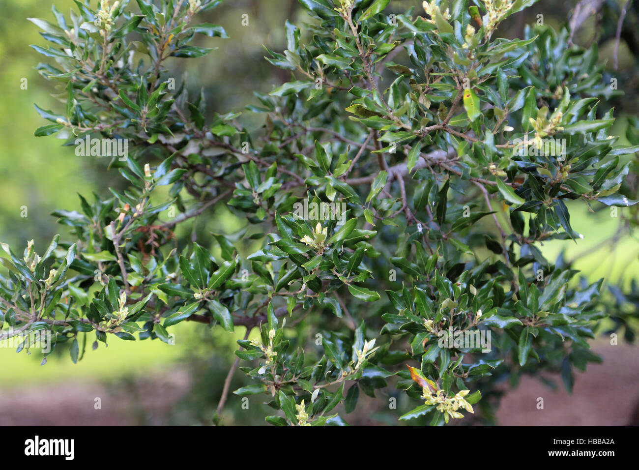 Oak tree quercus ilex hi-res stock photography and images - Alamy