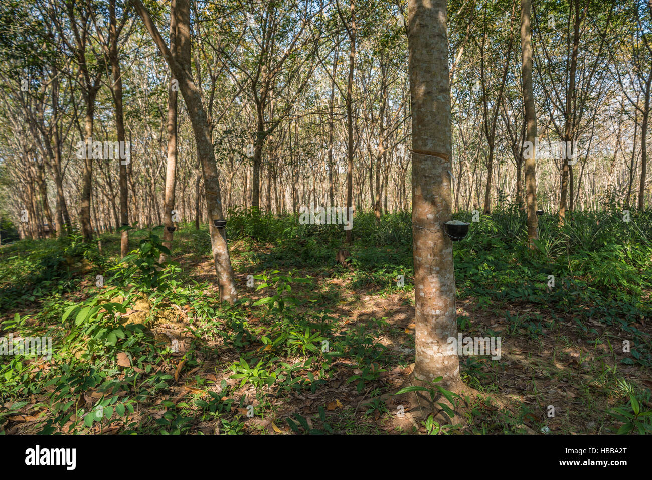 Rubber tree plant hi-res stock photography and images - Alamy