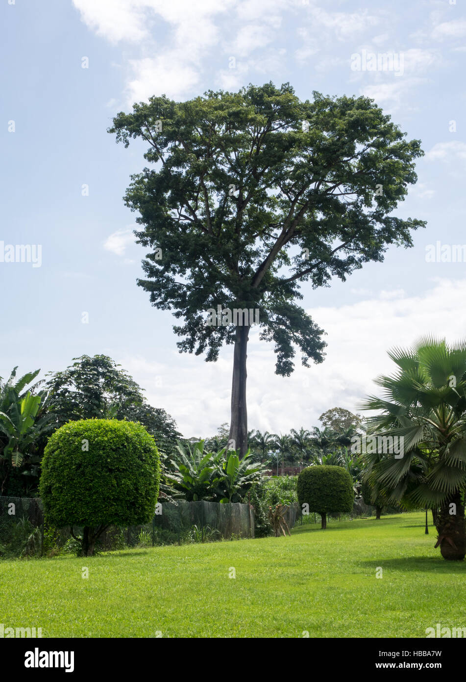 Side view of large branches of Ceiba tree Stock Photo - Alamy