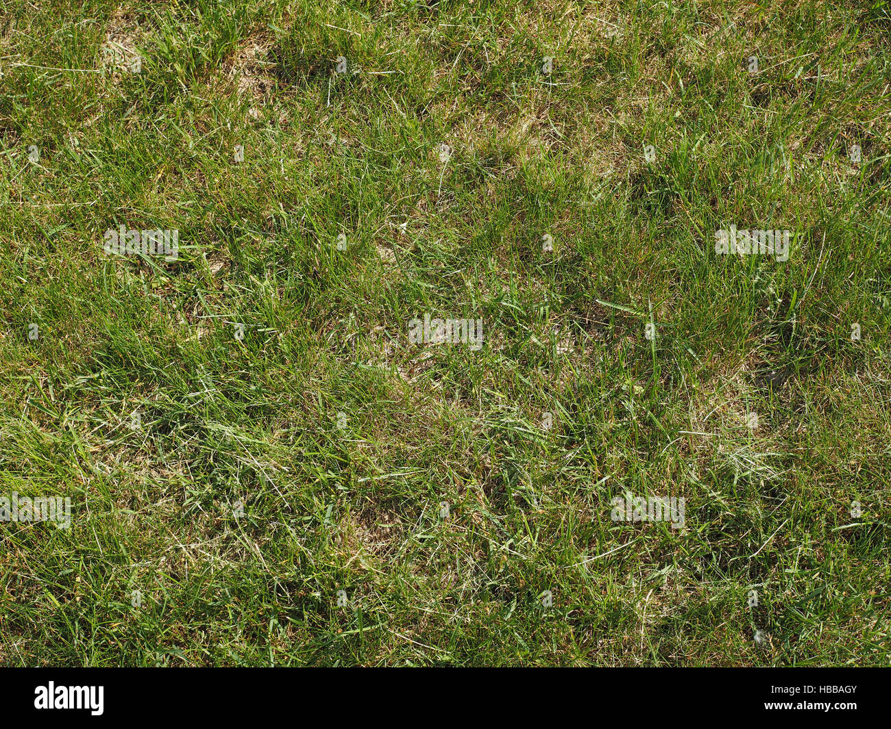 Grass meadow background Stock Photo - Alamy