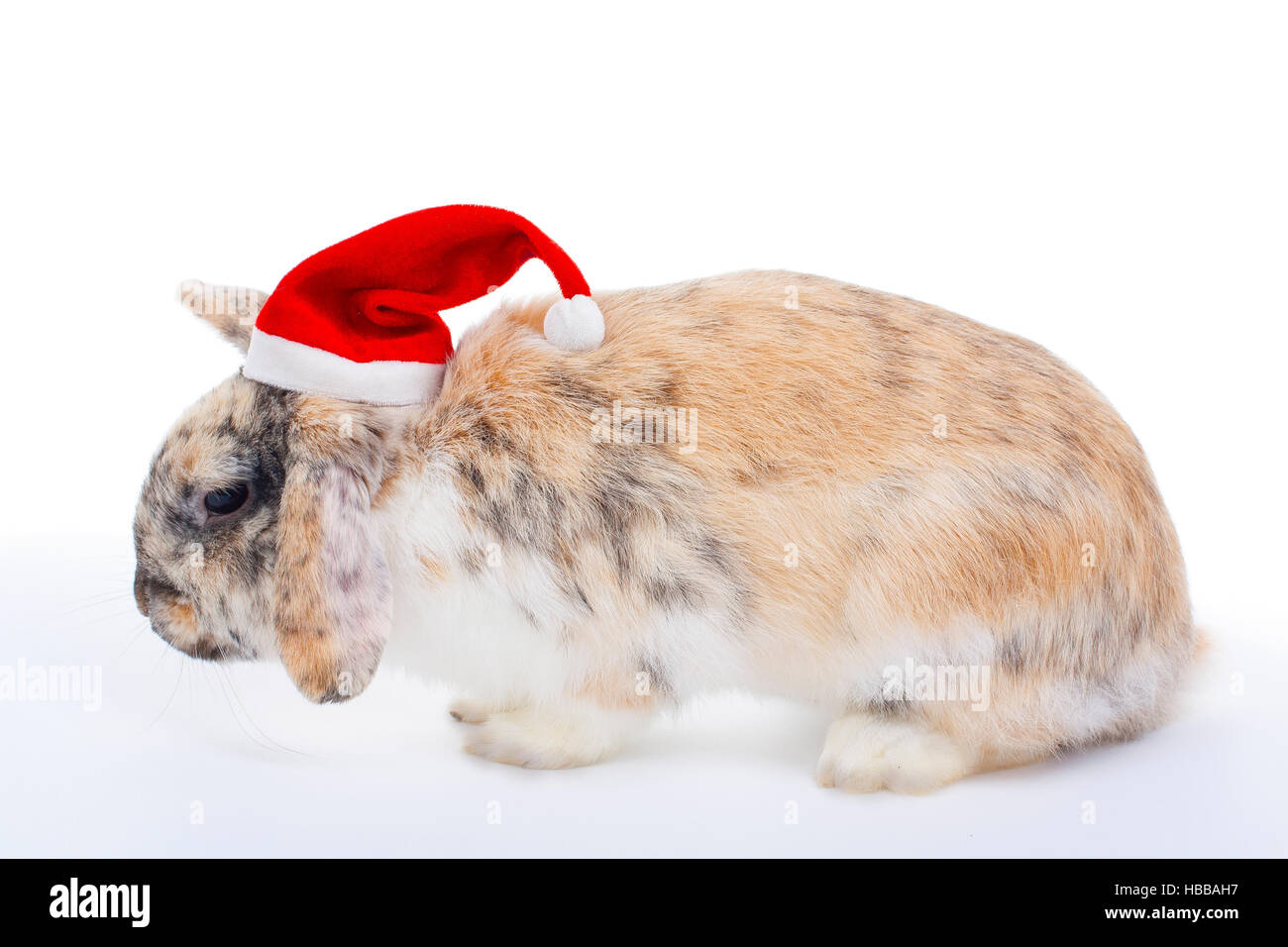 Christmas bunny. Rabbit with santa hat Stock Photo - Alamy