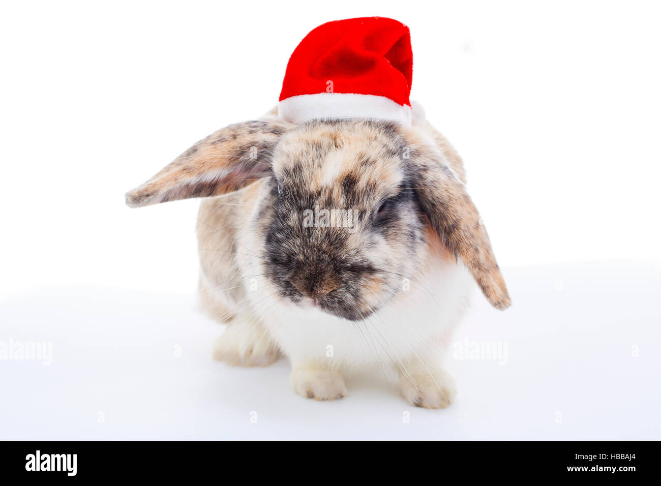 Funny rabbit wearing christmas hat hi-res stock photography and images ...