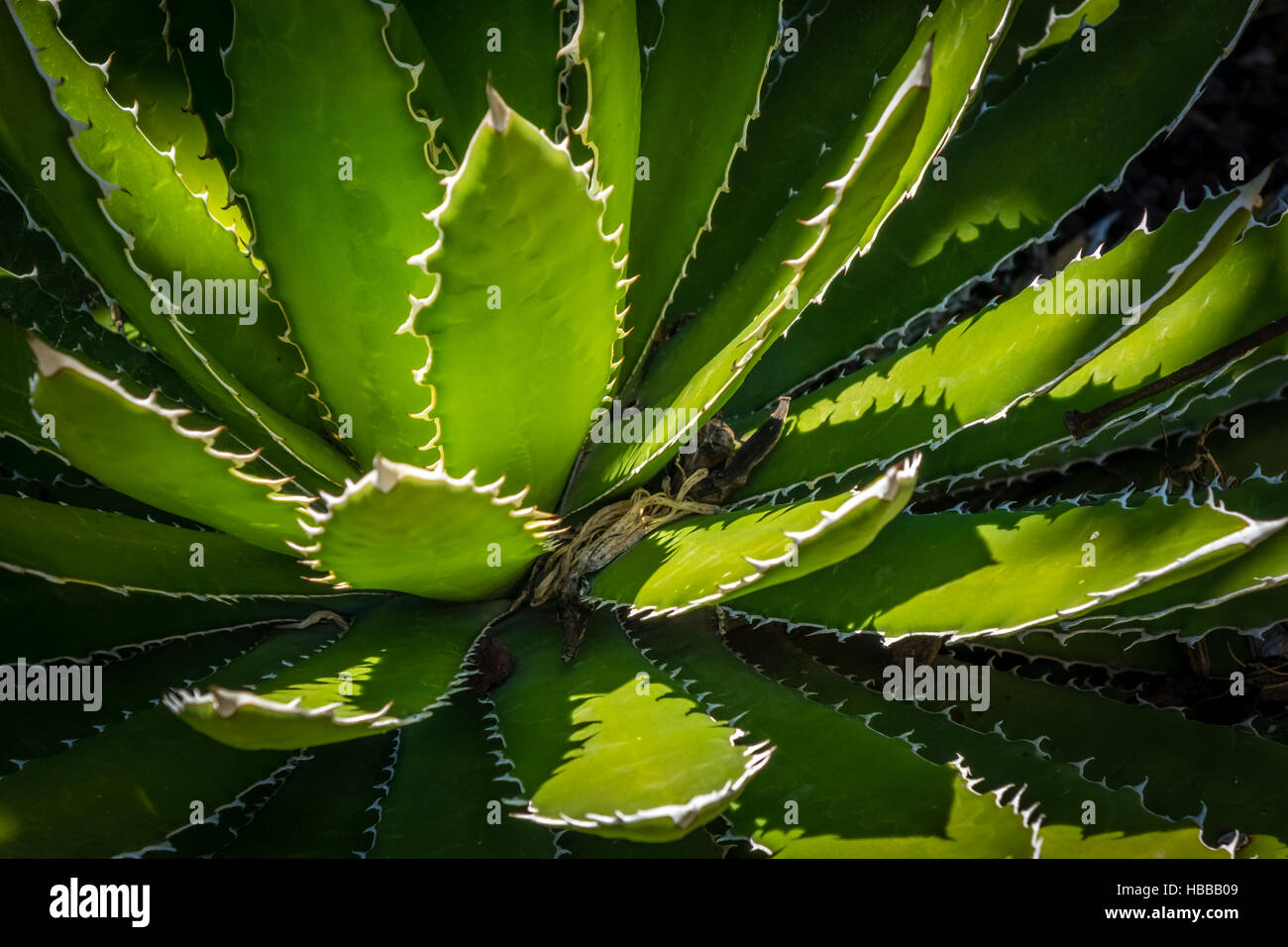 Close up of an interestingly shaped tropical cactus photographed in ...