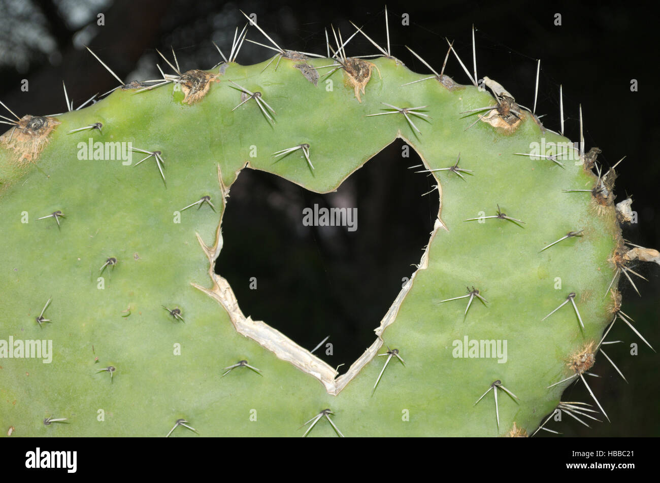 Cactus Shape High Resolution Stock Photography and Images - Alamy