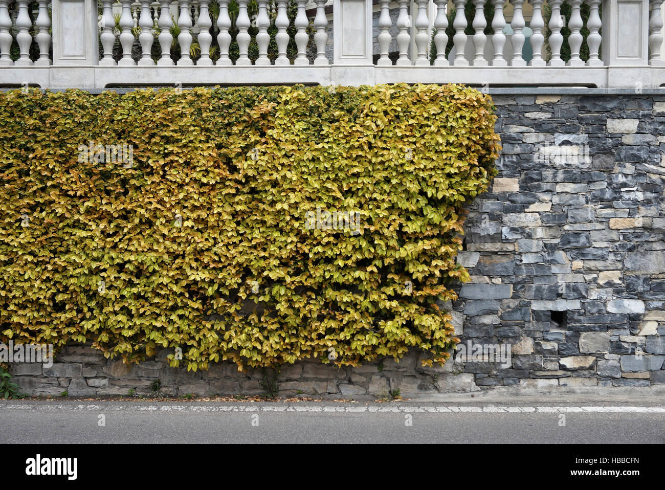 Shrub growing on wall along a road Stock Photo - Alamy