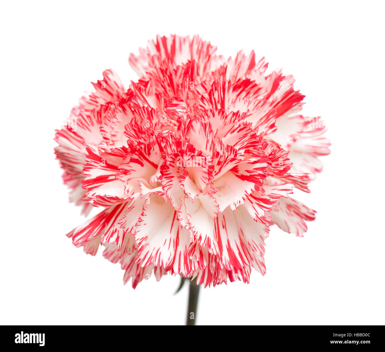 white and bright pink carnation isolated on white backgrond Stock Photo ...