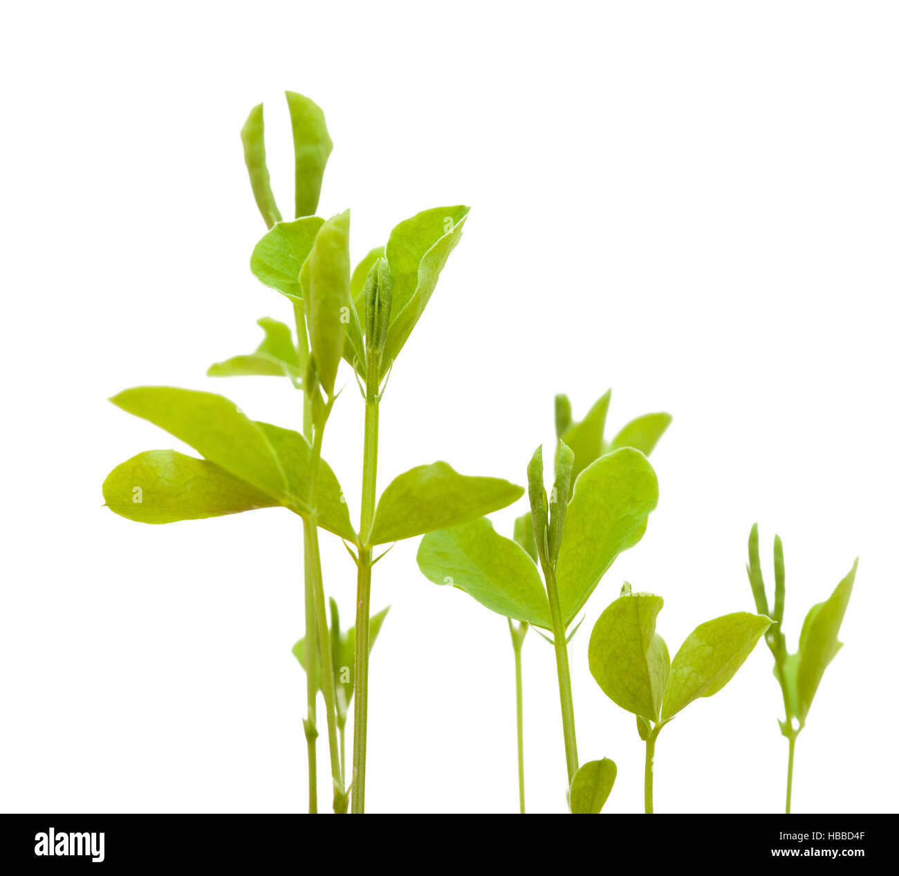 sweet pea new plants isolated on white background Stock Photo - Alamy