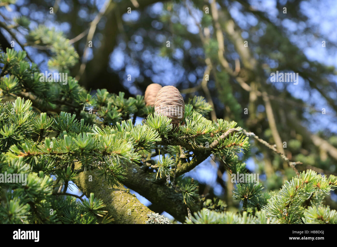 Cedrus hi-res stock photography and images - Alamy