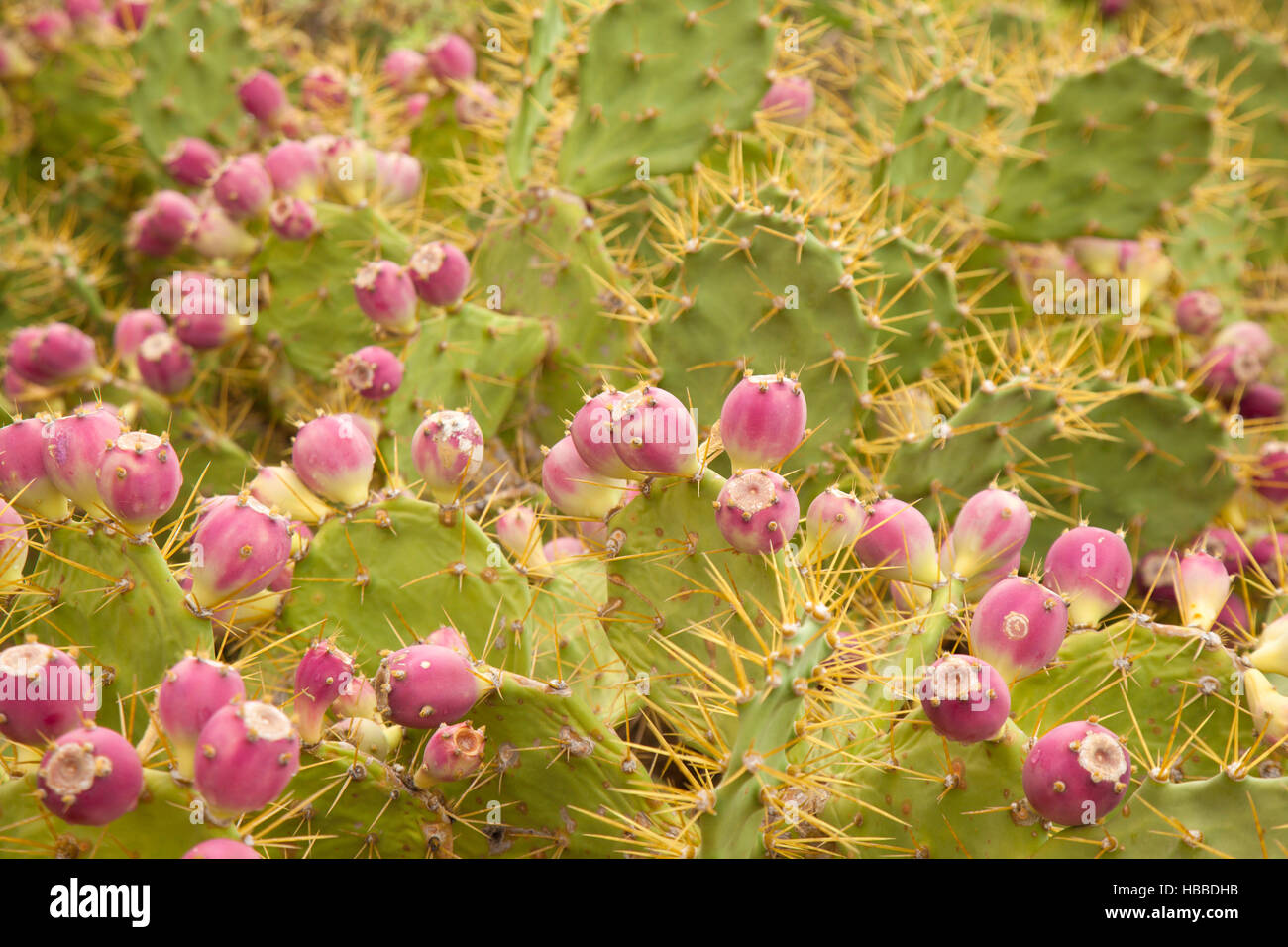 flora of Gran Canaria - Opuntia stricta, invasive species, ripening ...