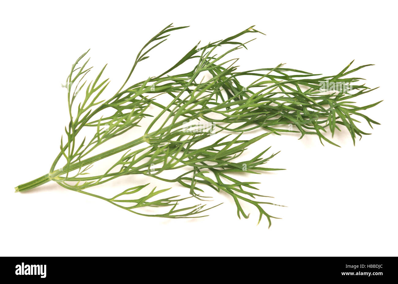 fresh dill isolated Stock Photo - Alamy