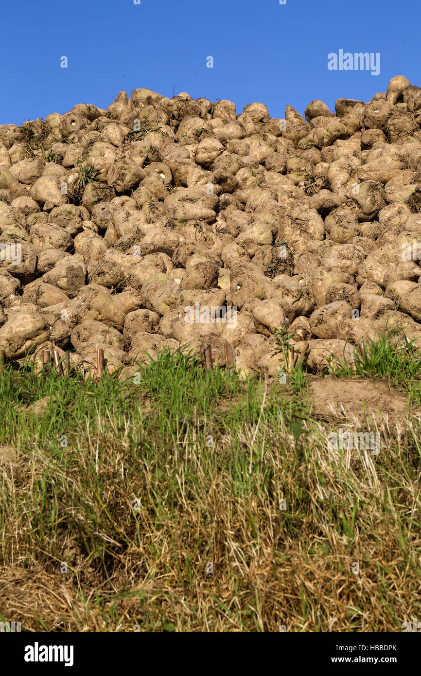 Pile of sugar beets Stock Photo - Alamy