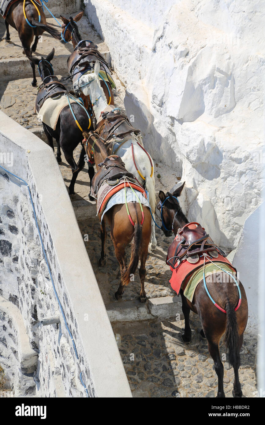 Santorini Donkey Ride Stock Photo - Alamy
