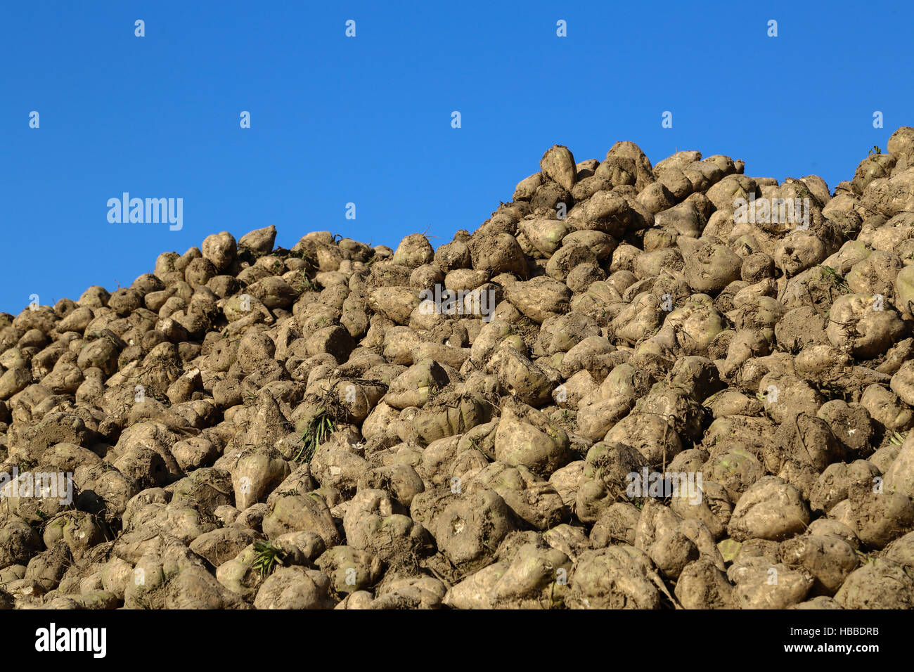 Pile of sugar beets Stock Photo - Alamy