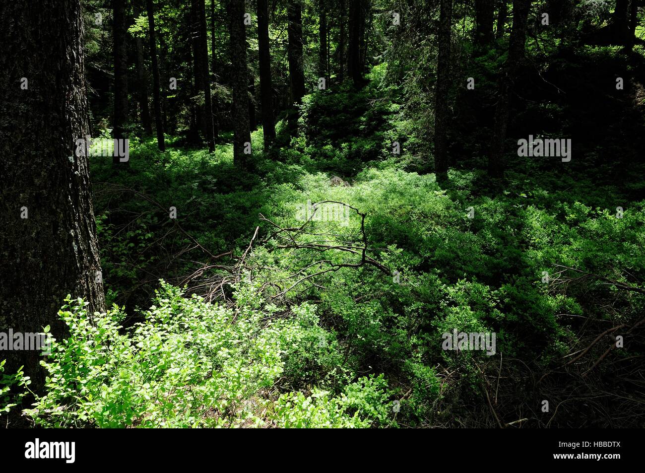 Timber forest hi-res stock photography and images - Alamy