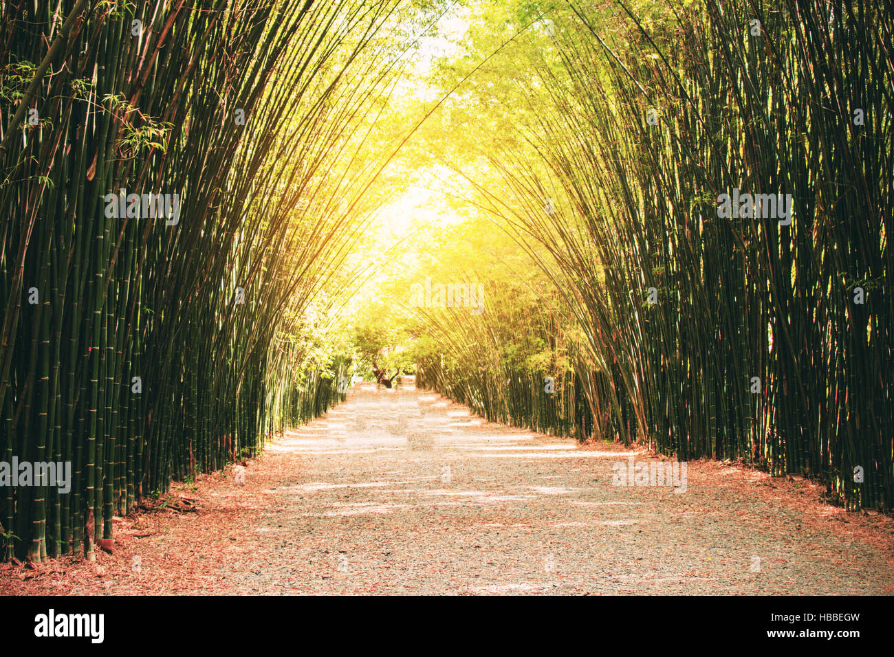 Bamboo beautiful facade in a row on the road Stock Photo - Alamy