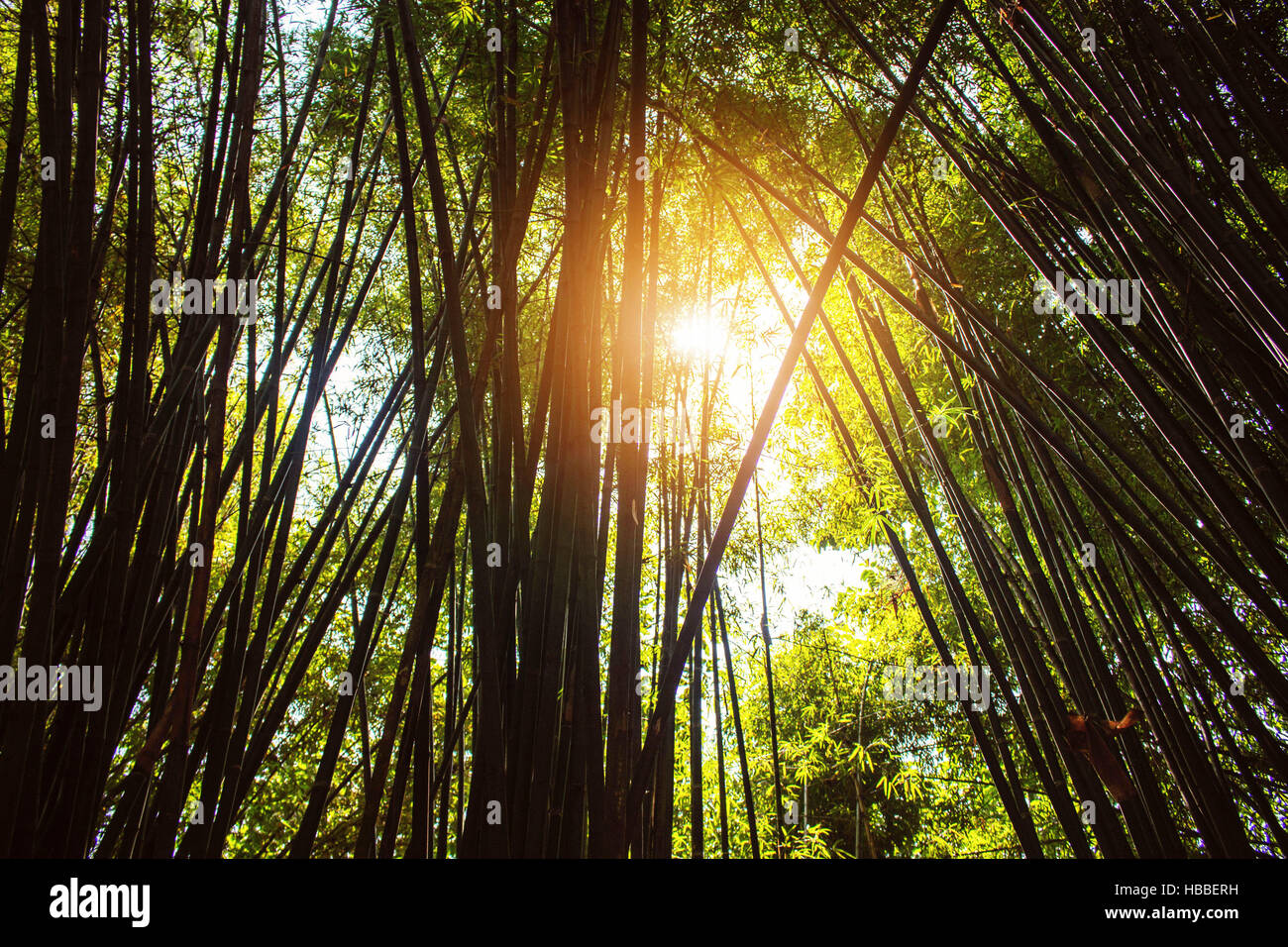 Leaf shadows on bamboo hi-res stock photography and images - Alamy