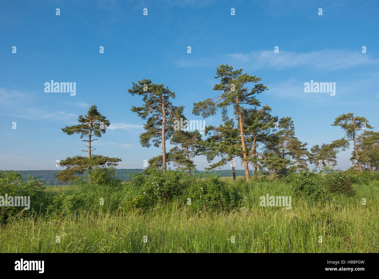 Landscape in summer Stock Photo - Alamy