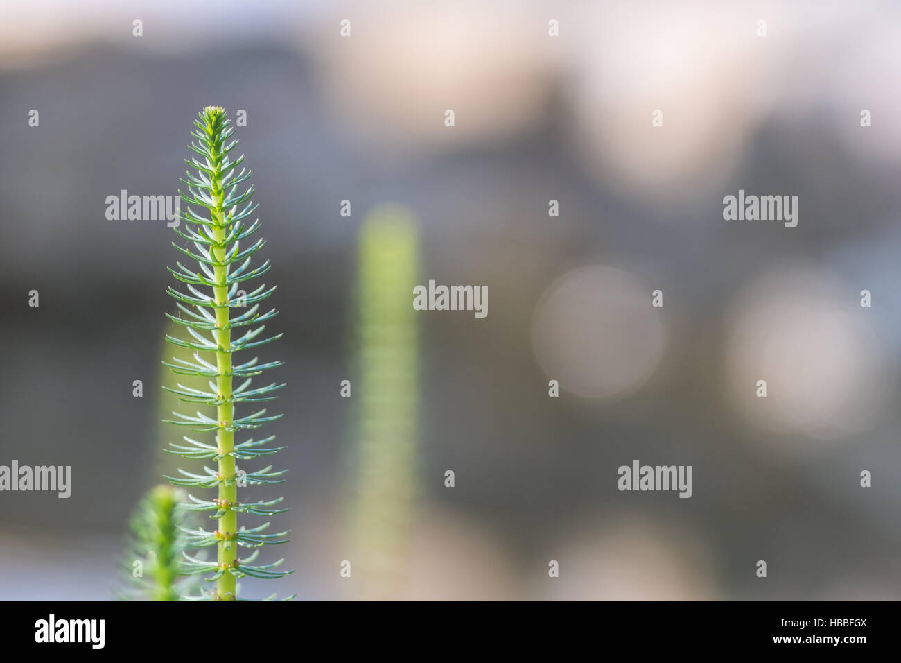 Petal fronds hi-res stock photography and images - Alamy