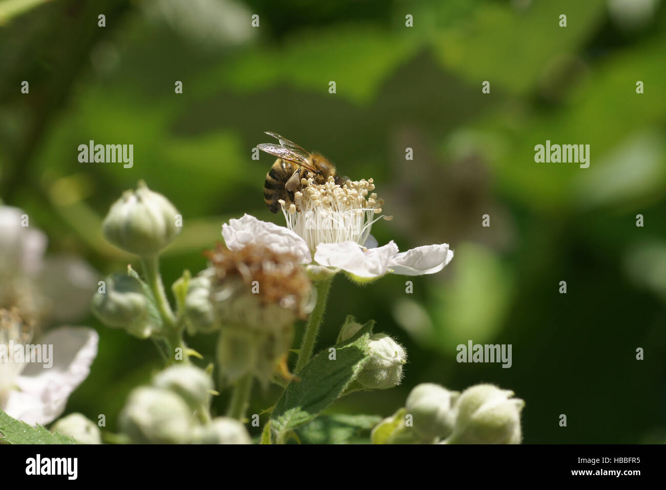 Rubus fruticosus, Blackberry, flower with bee Stock Photo - Alamy