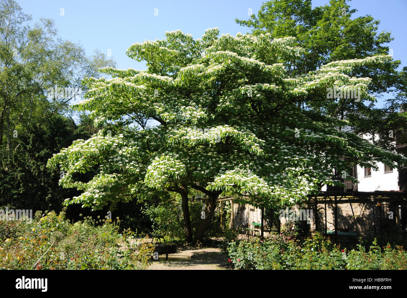 Cornus controversa, Pagoda tree Stock Photo - Alamy