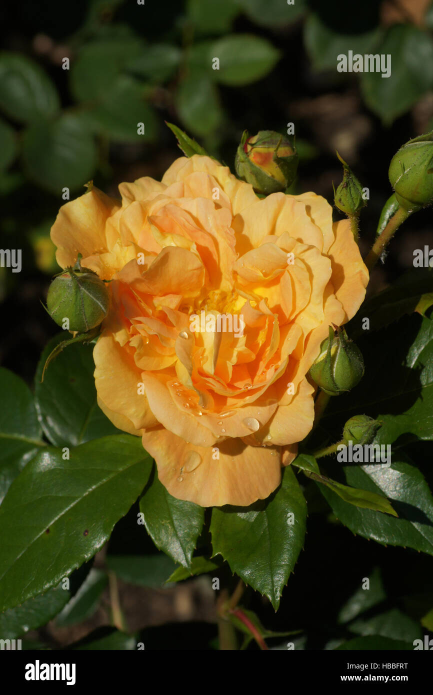 Rosa Pam, Hybrid-rose Stock Photo - Alamy