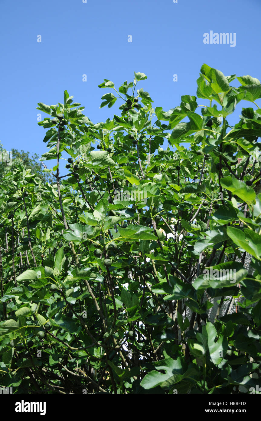Ficus carica, Fig tree Stock Photo - Alamy
