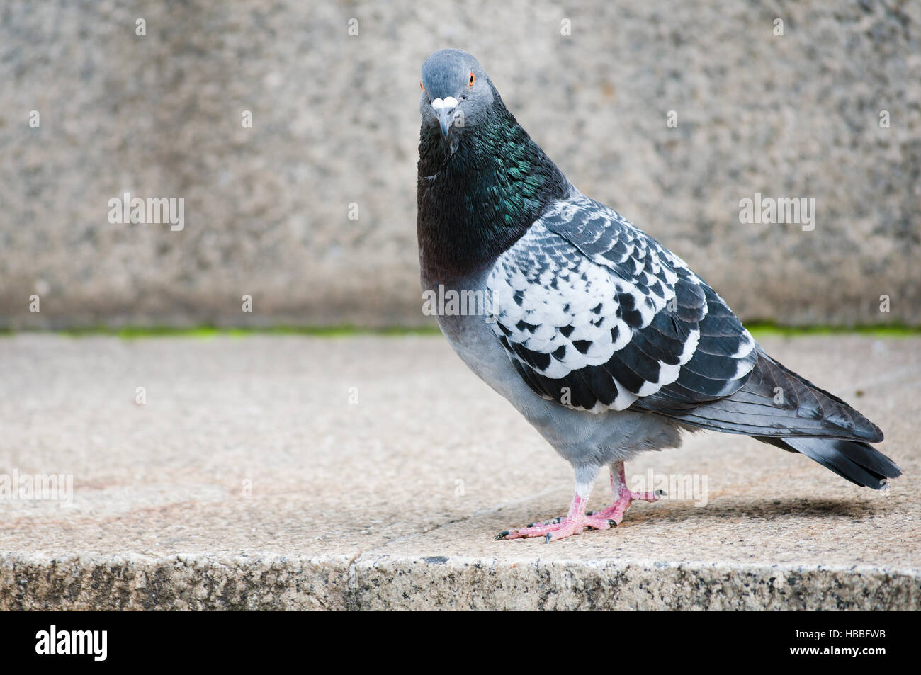 Close up pigeon on sidewalk hi-res stock photography and images - Alamy